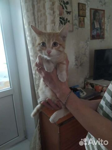 Котёнок в добрые руки