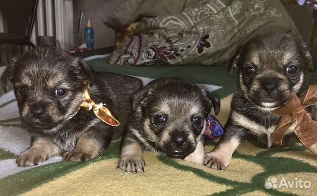 Продаются щенята