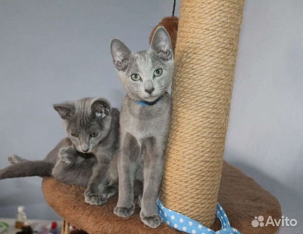 Котята русская голубая