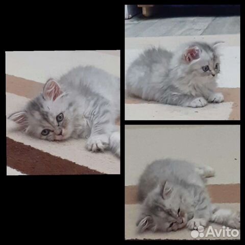 Котёнок малютка Леля