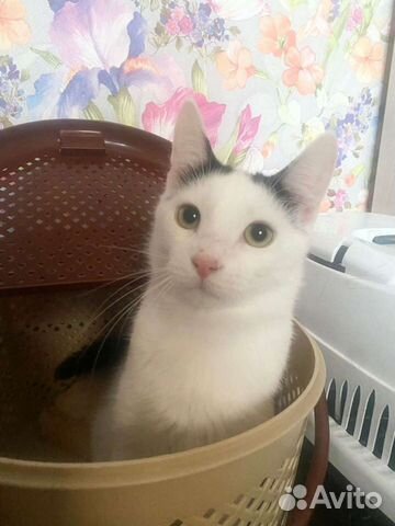 Котик Елисейка розовый носик