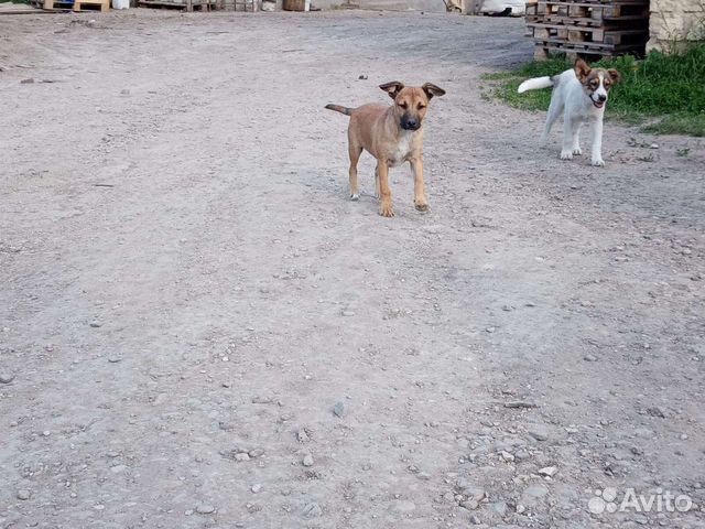 Щенки дворняжки