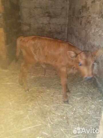 Продам тёлку