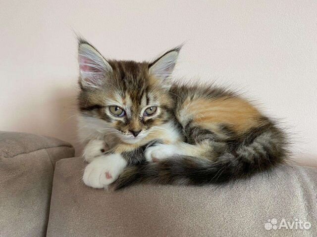 Котенок