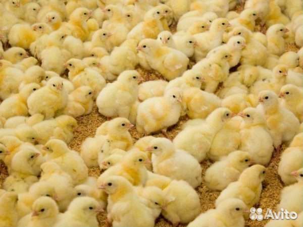 Суточные цыплята броллеры