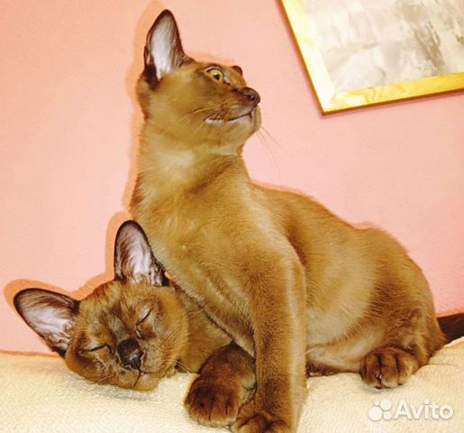 Бурманская порода