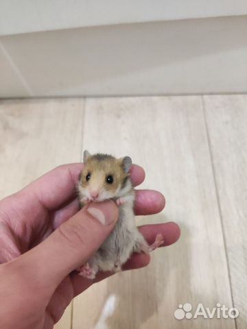 Сирийский хомяк