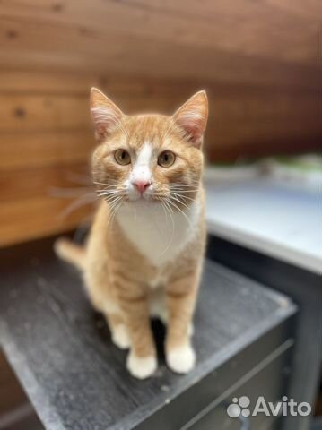 Кот Рыжик ищет дом