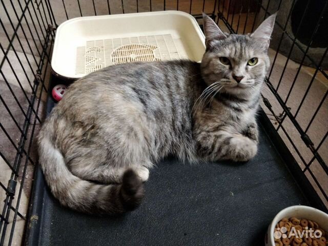 Кошка Брунгильда