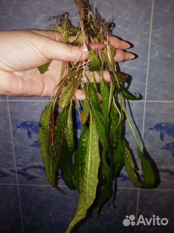 Растючка
