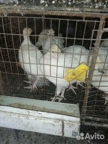 Цыплята утки