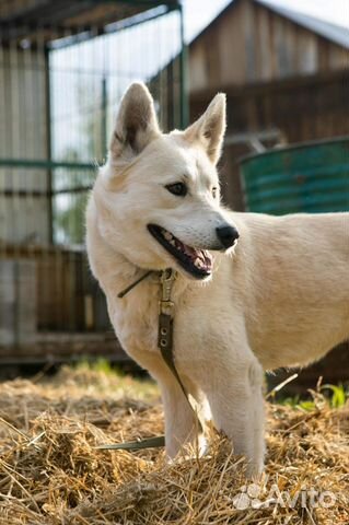 Собака в добрые руки