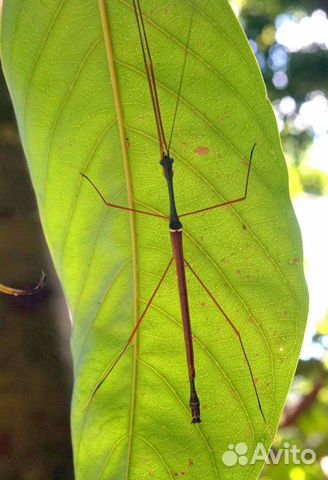 Палочники с аквариумом