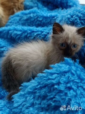 Тайский котенок