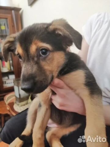 Спасите крошку щенка от приюта