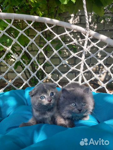 Британские котята