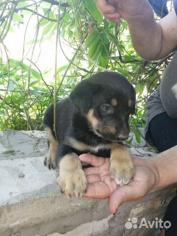 Щенки немецкой овчарки бесплатно
