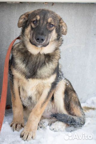 Собака (щенок, кобель)