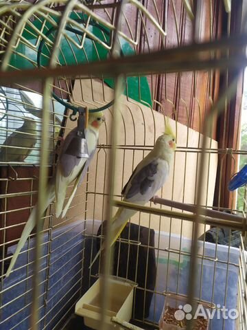 Попугаи корелла пара