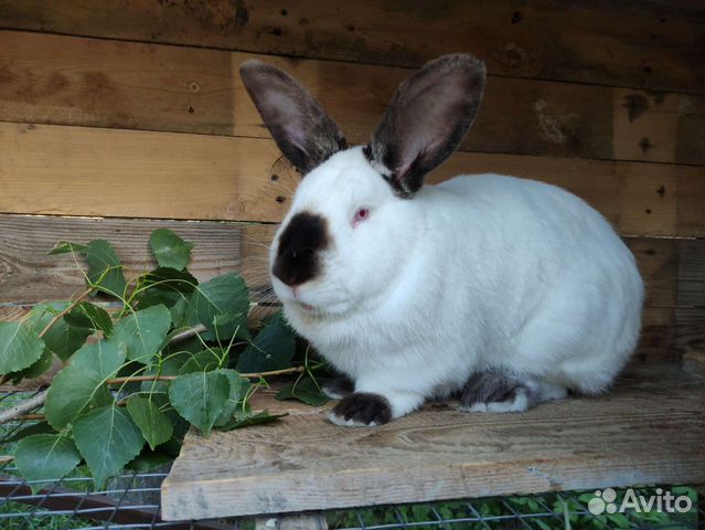 Калифорнийские кролики