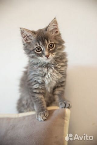 Дымчатый котёнок в добрые руки