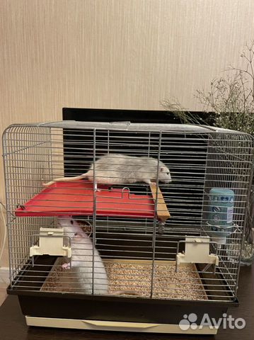 Крысы с клеткой, 2 мальчика