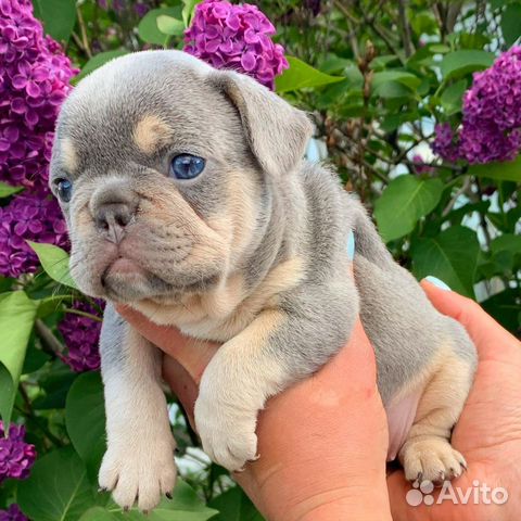 Французский бульдог Лиловая Красота