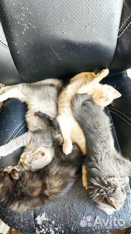 Молодые котятки