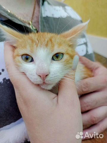 Кошки