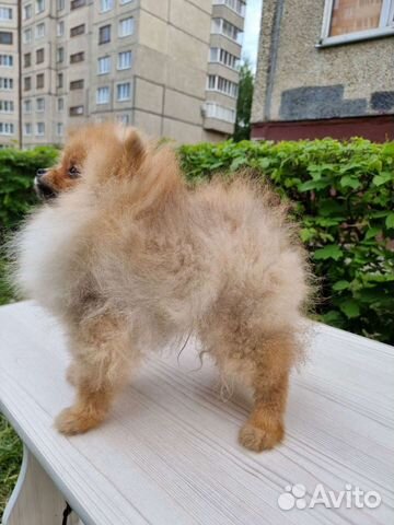 Супер пушистый померанец и другие малыши