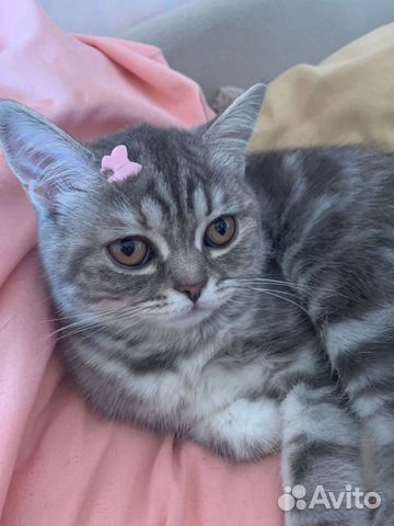 Британский котенок в дар