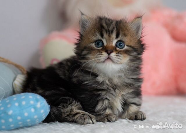 Мальчик манчкин