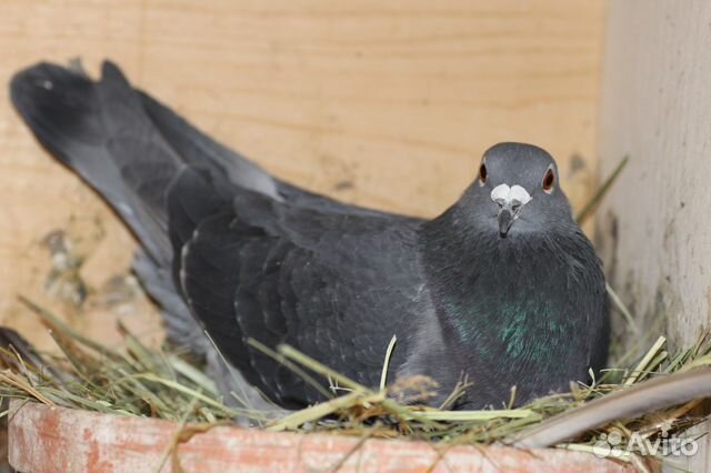 Голуби спортивные раса vanWanroy