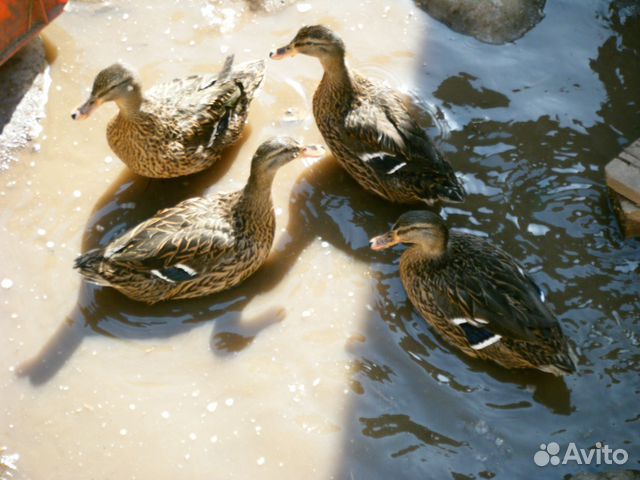 Охотничьи подсадные утки Кряквы