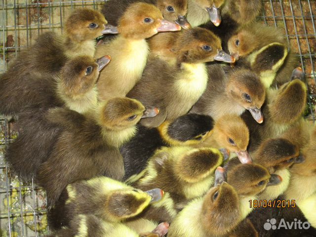 Птенцы индоутки. Индоутята коричневые