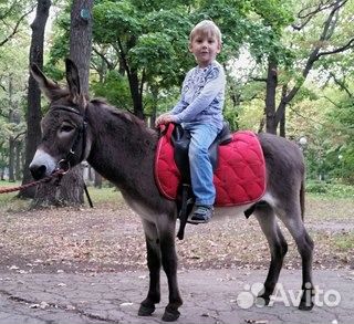 Очаровательные ослик и пони