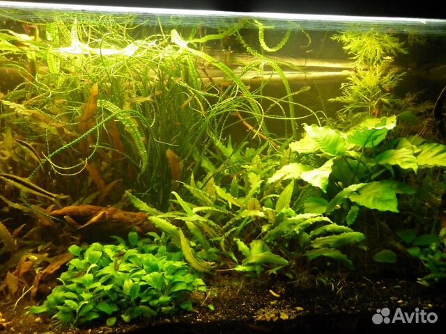 Мхи и растения для аквариума и кринум