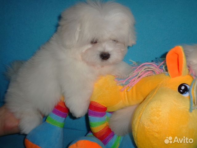 Белоснежное чудо. Мини. РКФ