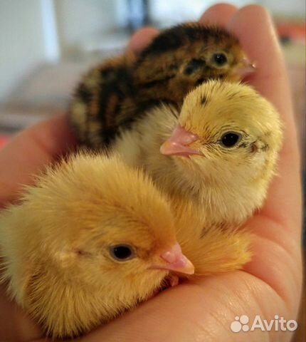 Птички-невелички