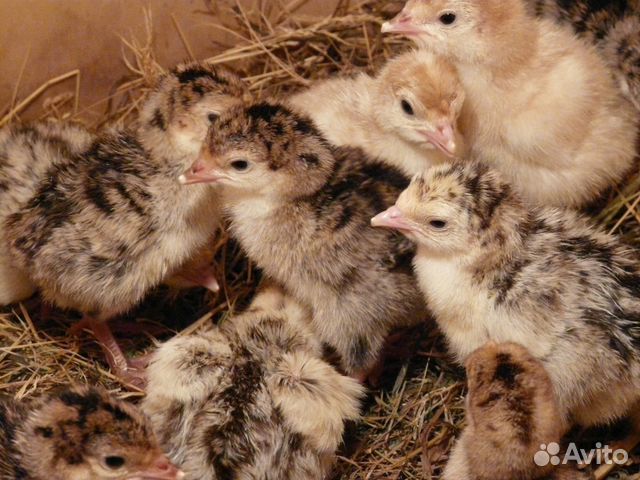 Индюшата - предзаказ на февраль