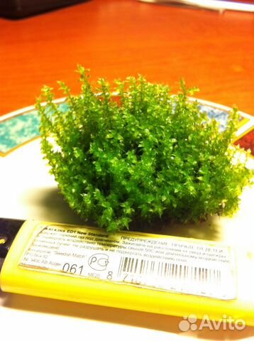 Мох districhphyllum maibarae