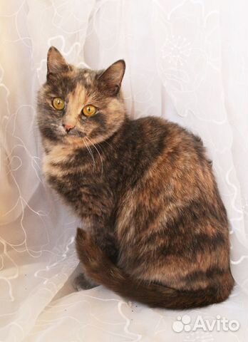 Ласковая британка ищет семью