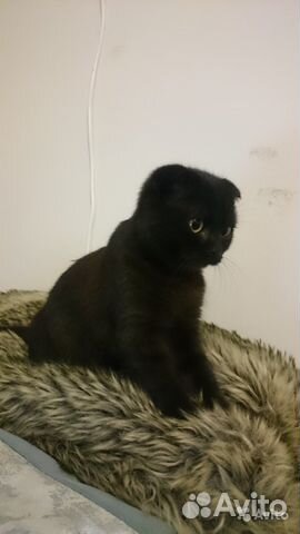 Британские котята