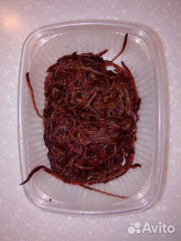 Суперпитательный корм для дискусов, цихлид и др