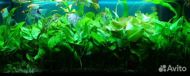 Криптокорина понтедериеволистная