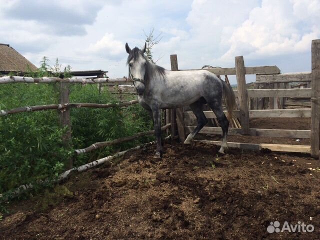 Чистокровный жеребец Орловской рысистой породы