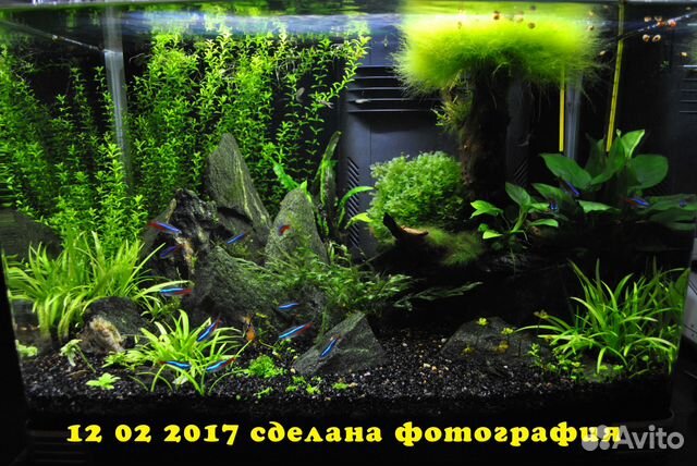 Аквариум-наноаквариум. Отличный подарок