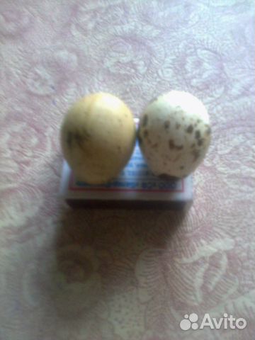 Инкубационное яйцо перепелов, перепелята