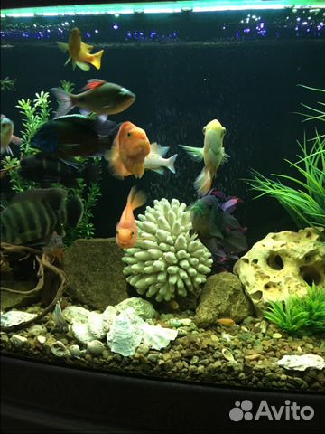 Аквариум с тумбой