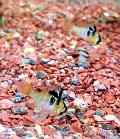 Аквариумная рыба апистограмма 2см